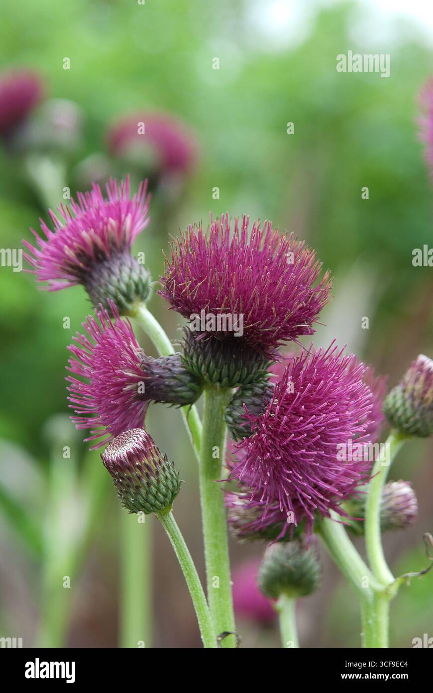 CIRSIUM RIVULARE ATROPURPUREUM Stock Photo - Alamy
