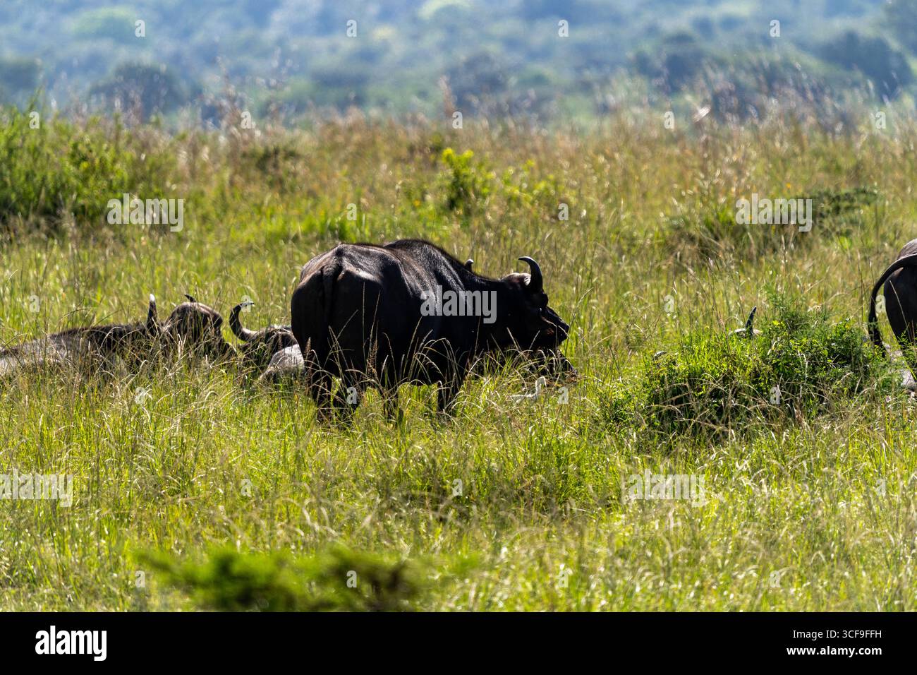 African buffalo herd resting in the grasslands of Nairobi National Park ...