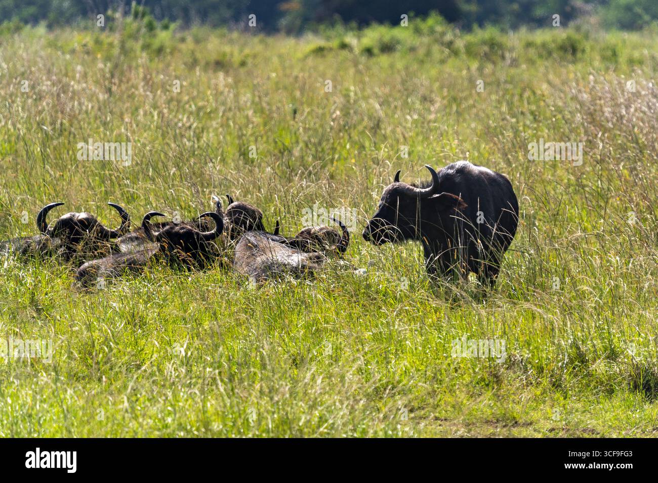 African buffalo herd resting in the grasslands of Nairobi National Park ...