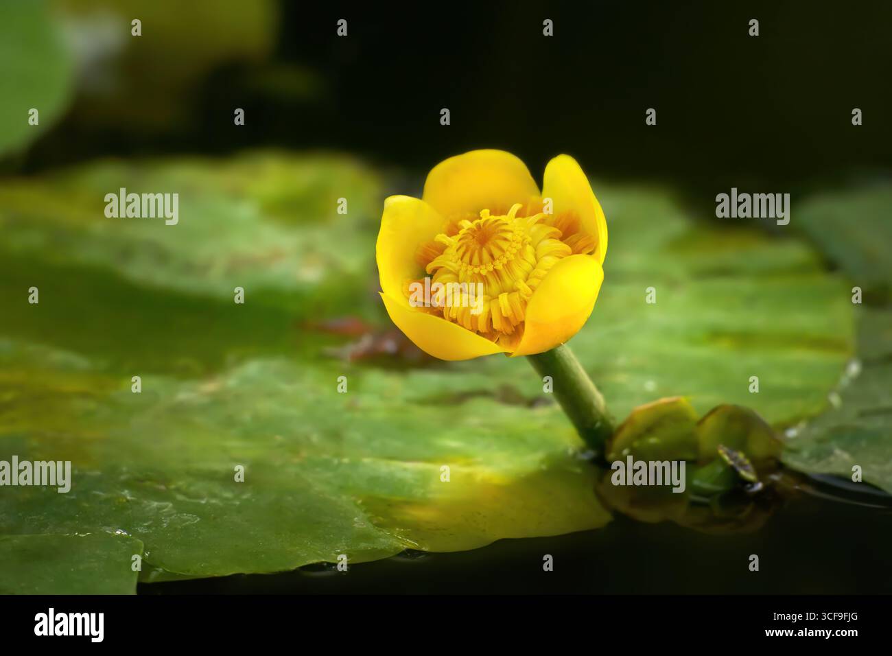 Yellow water lily hi-res stock photography and images - Alamy