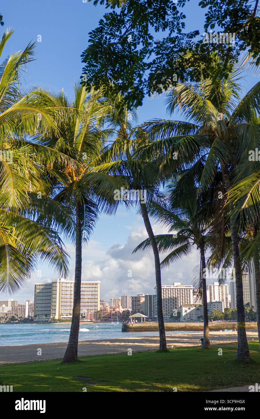 Coconut palms frame the view of Waikiki Beach, Oahu, Hawaii, USA Stock ...