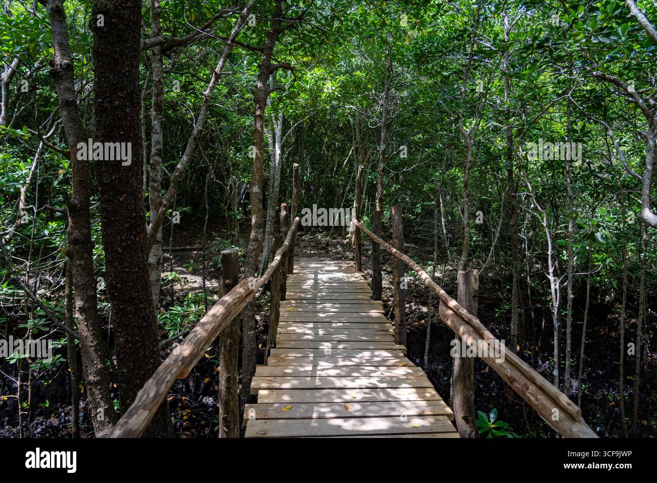 Wooden boardwalk through mangrove forest in Jozani Chwaka Bay National ...