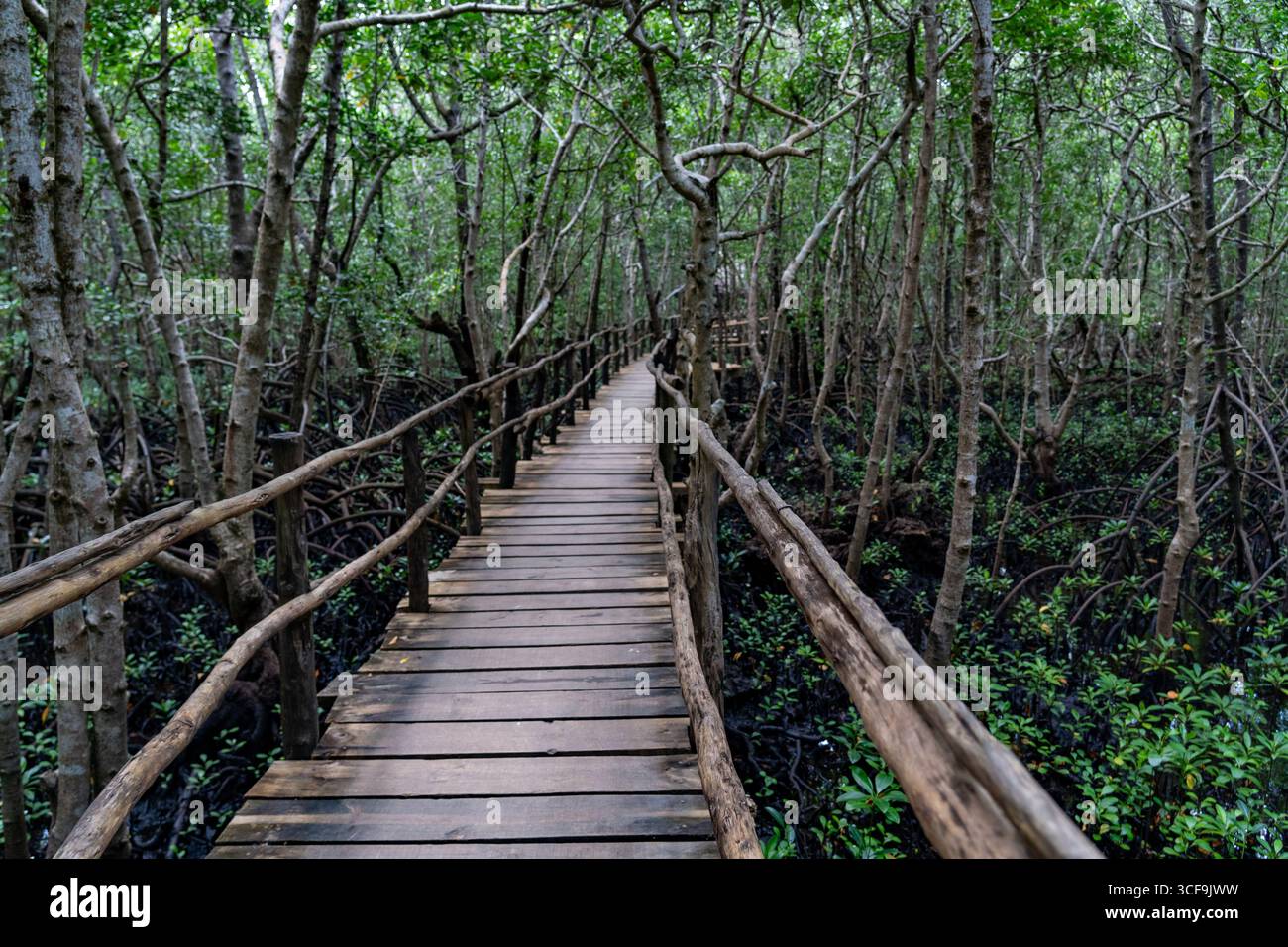 Wooden boardwalk through mangrove forest in Jozani Chwaka Bay National ...