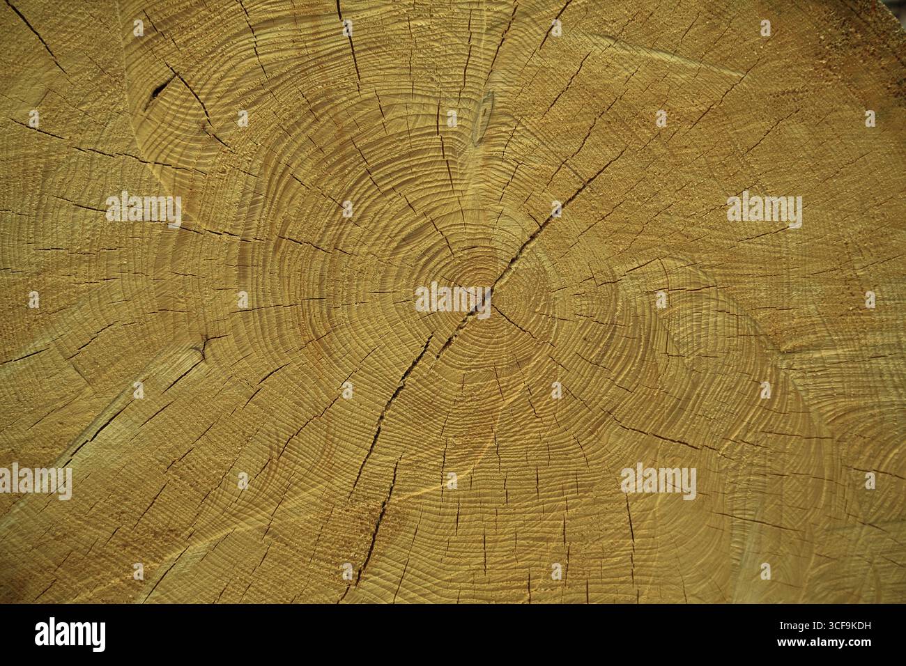 Concentric annual growth ring pattern in cross section of tree trunk ...
