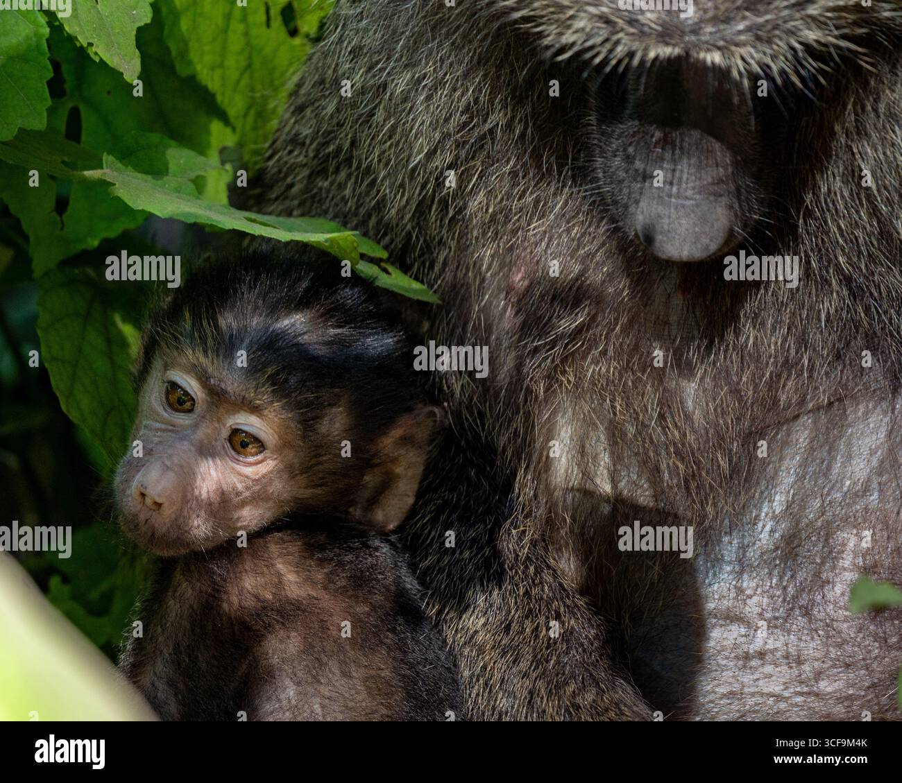 Baby baboon mother in wilderness hi-res stock photography and images ...