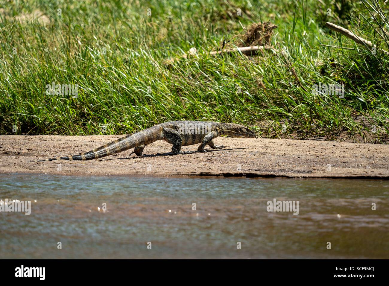 Monitor lizard walking hi-res stock photography and images - Alamy
