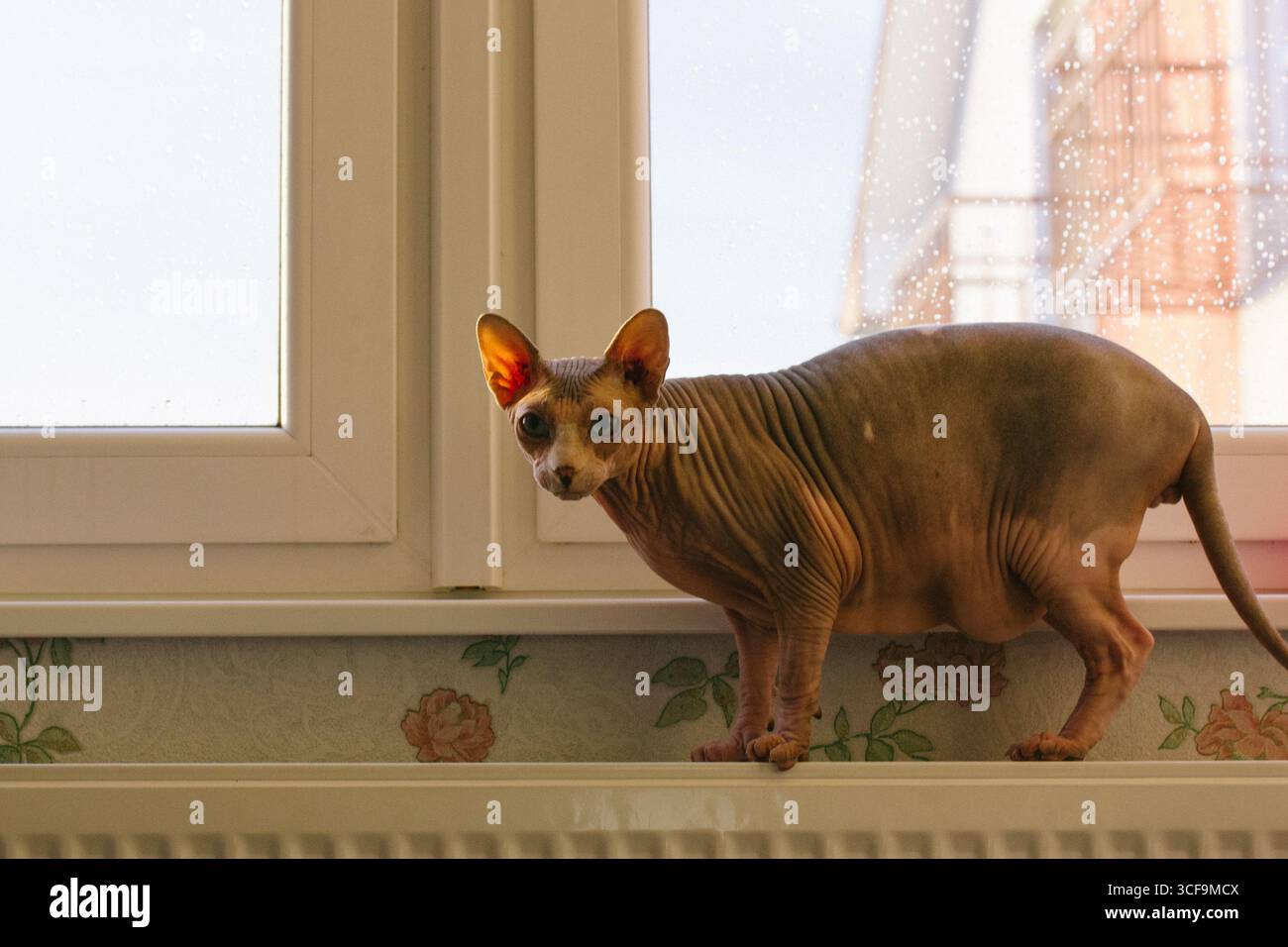 Canadian sphynx cat breed without hi-res stock photography and images ...