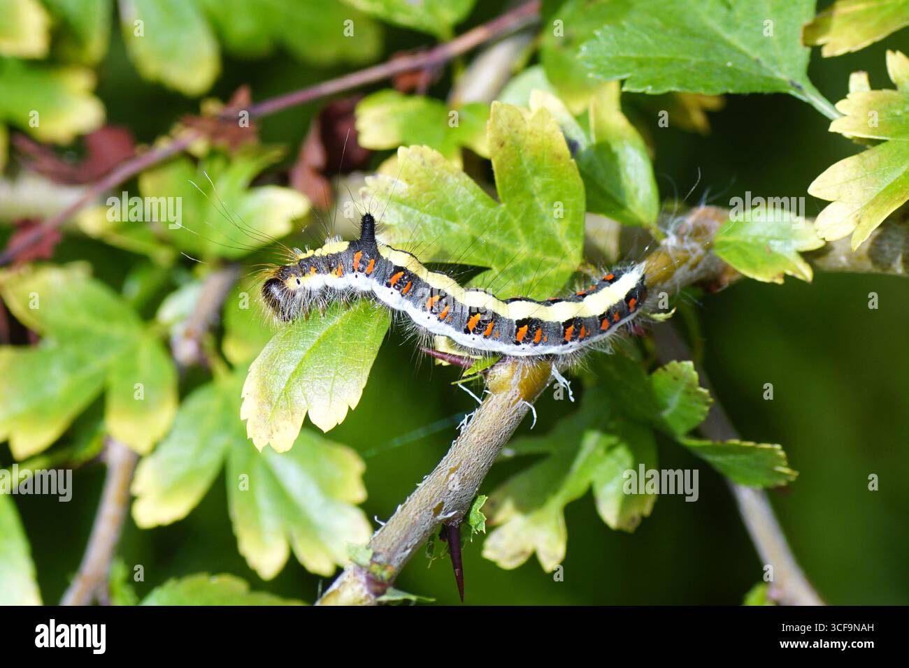 Caterpillar grey dagger (Acronicta psi), family Noctuidae on leaves of ...