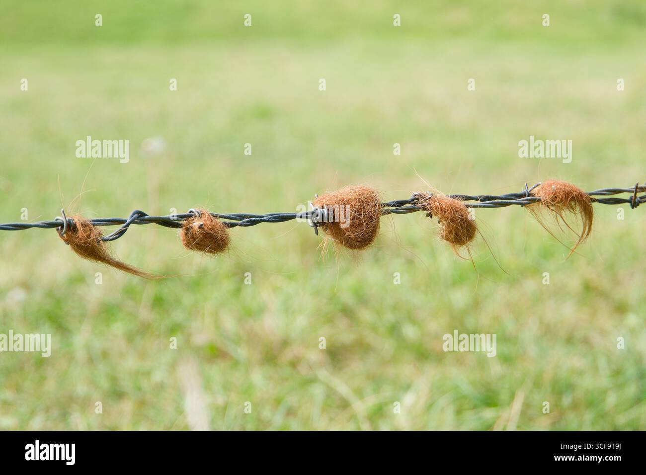 Red animal fur caught on barbed wire Stock Photo - Alamy