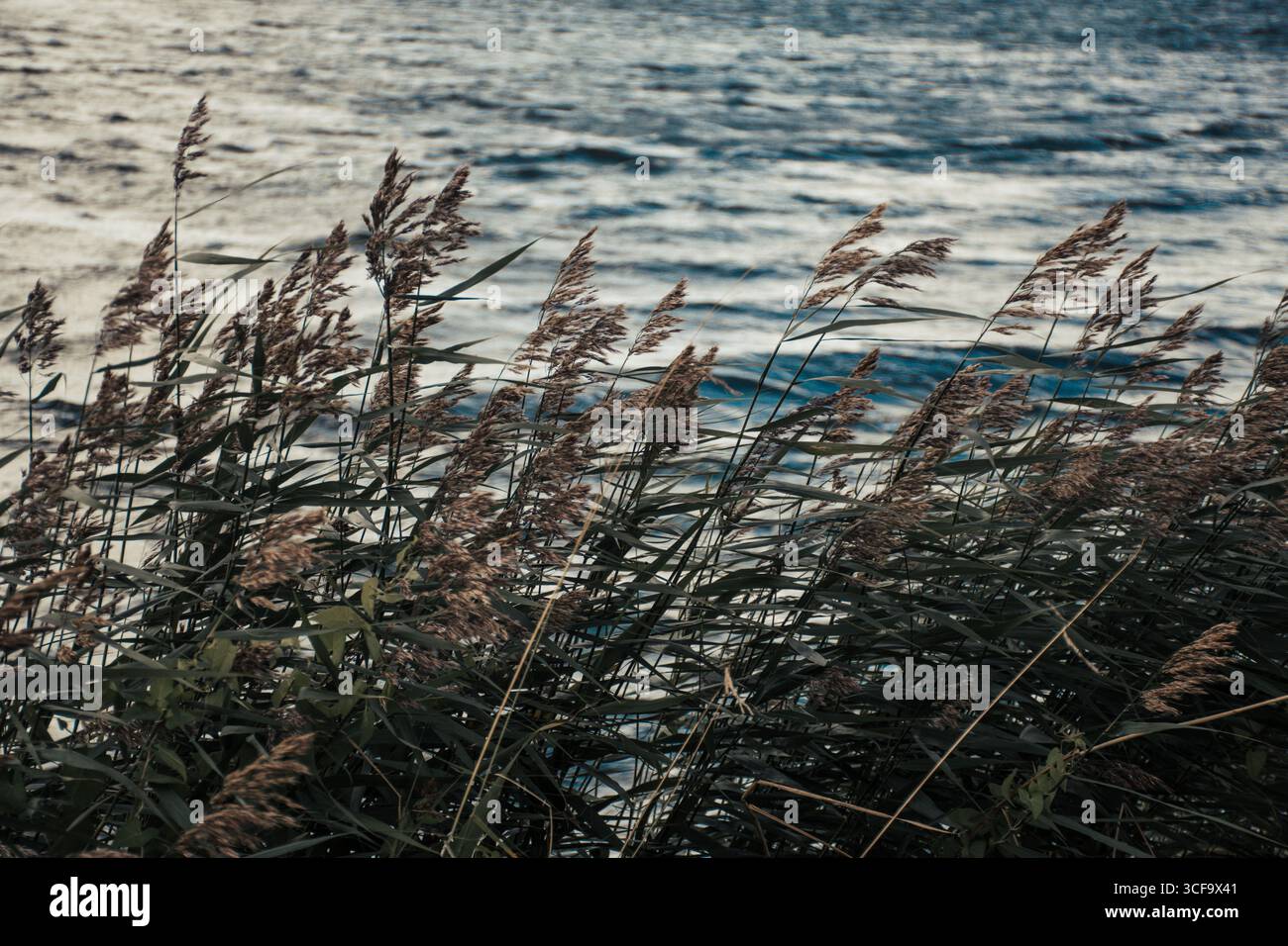 Reed moving gently in wind hi-res stock photography and images - Alamy