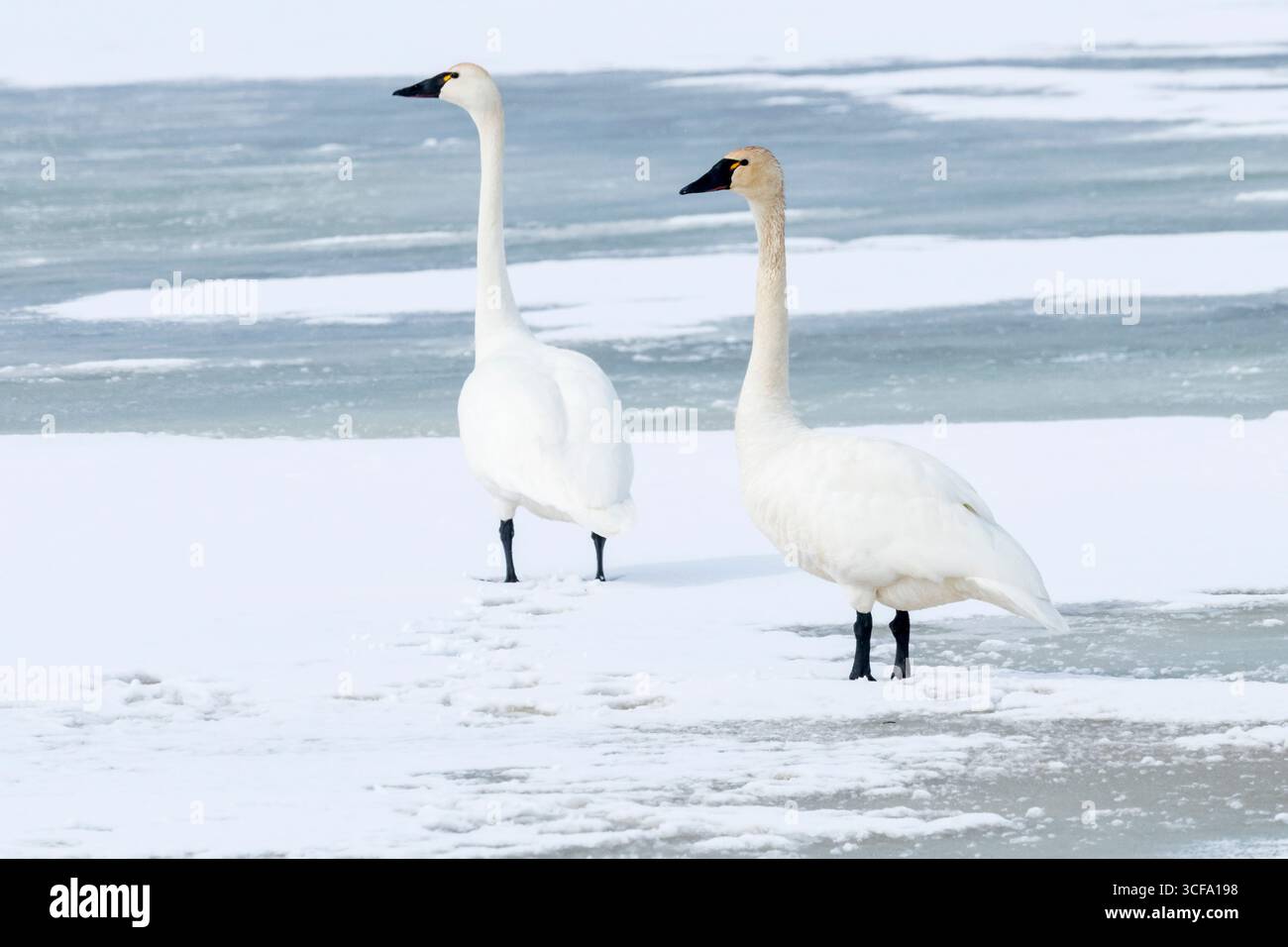 Tundra Swan; North America; United States; Alaska; Arctic; North Slope ...