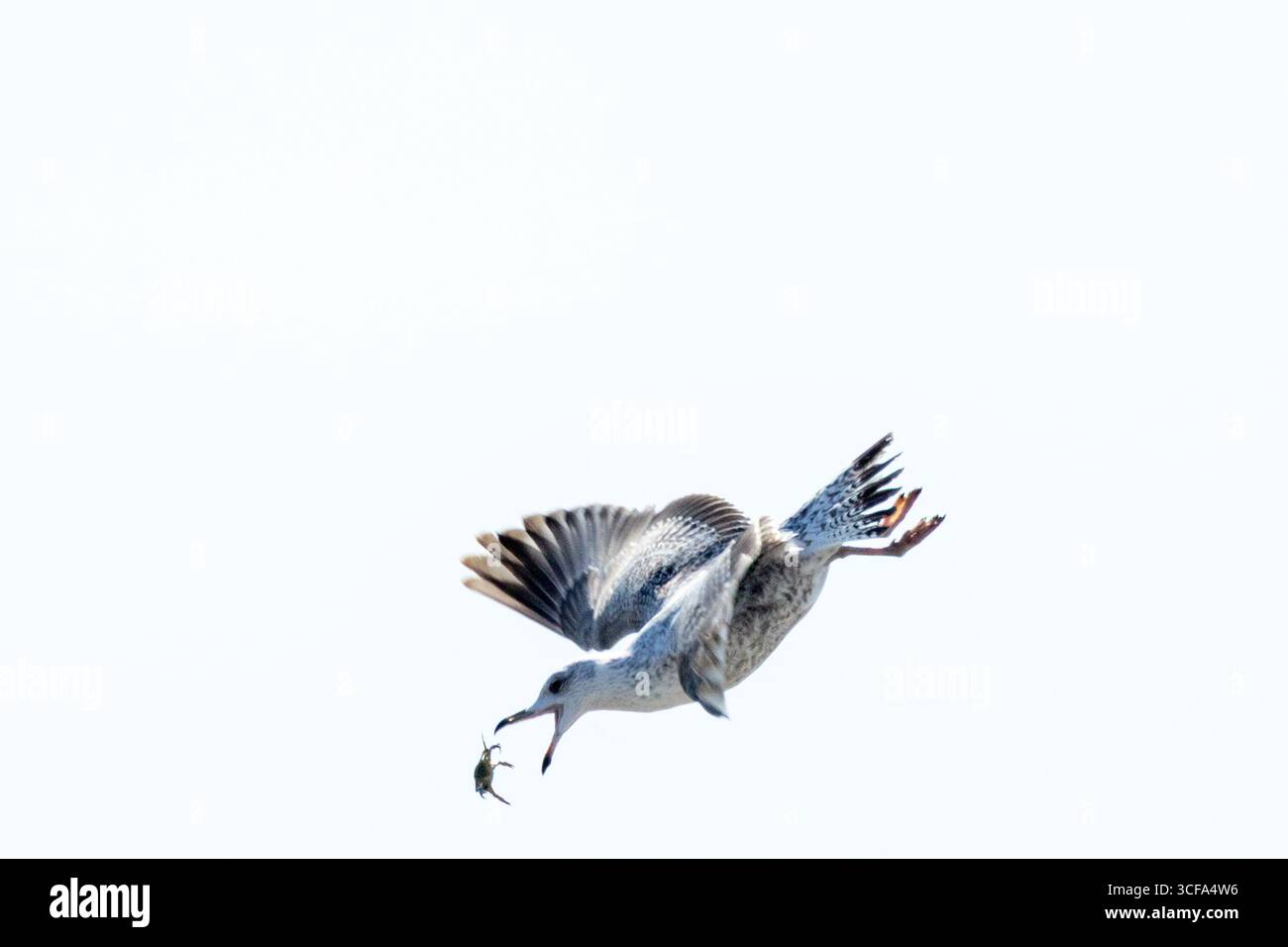 Ireland howth irelands eye Cut Out Stock Images & Pictures - Alamy