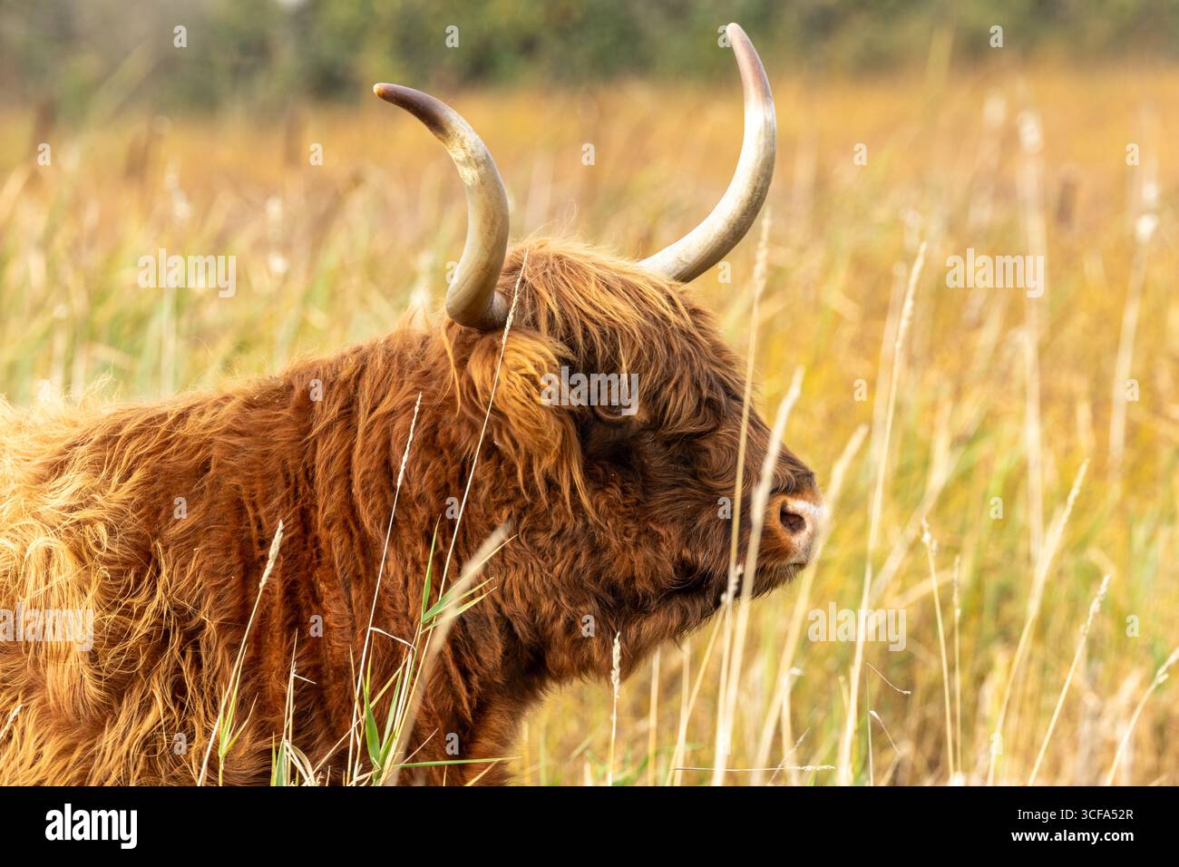 Long haired cow with curved horns, adapted to cold climates. Grazes on ...
