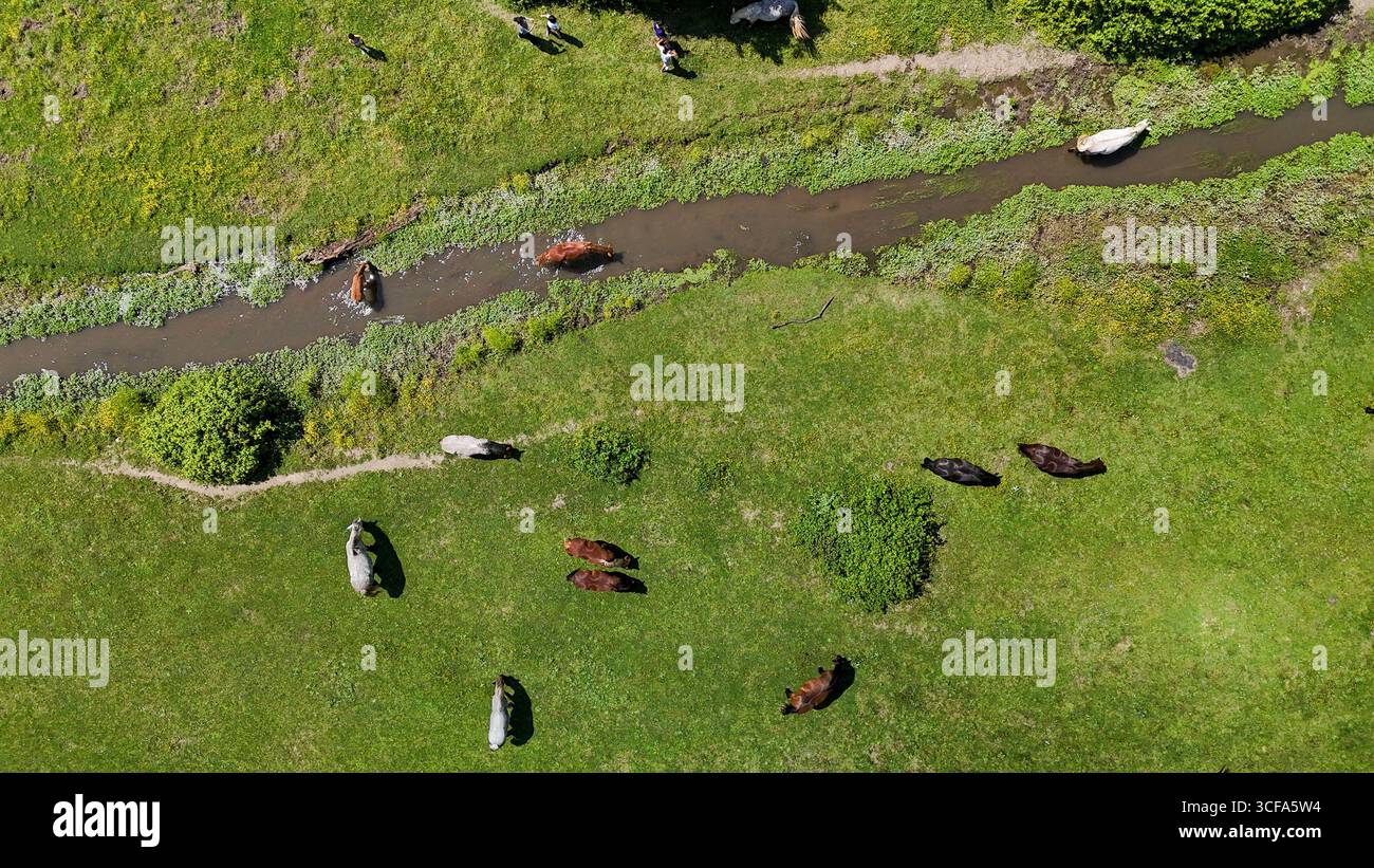 Serene gathering of cows in hi-res stock photography and images - Alamy