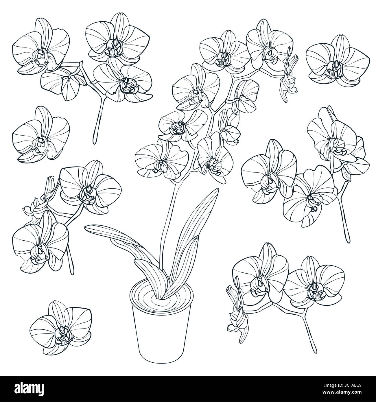 Orchid flowers leaves collection Cut Out Stock Images & Pictures - Alamy