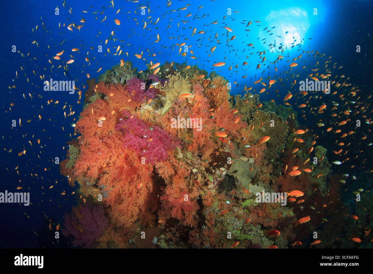 Colorful coral reef teeming hi-res stock photography and images - Alamy