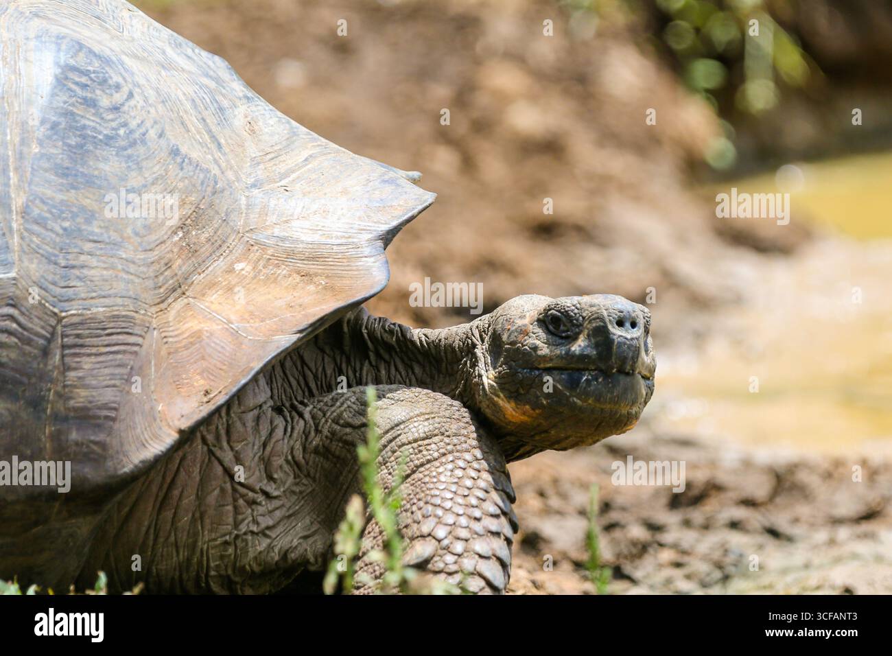 Giant tortoises at El Manzanillo Ranch, Santa Cruz Island, Galápagos ...