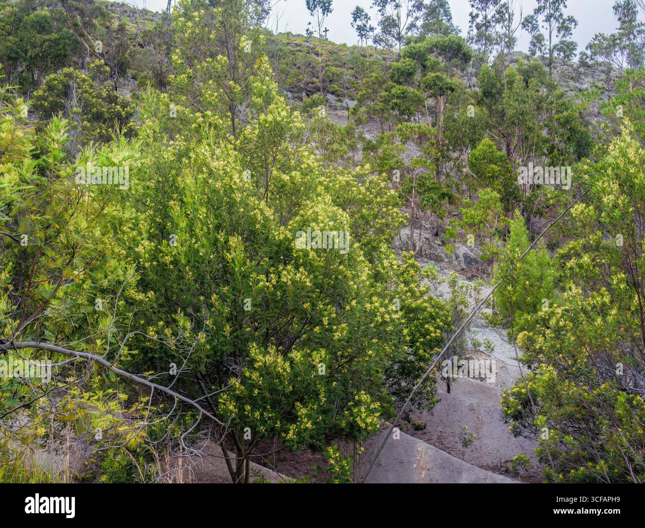 Black wattle tree forest in full bloom on a very steep terrain, near ...