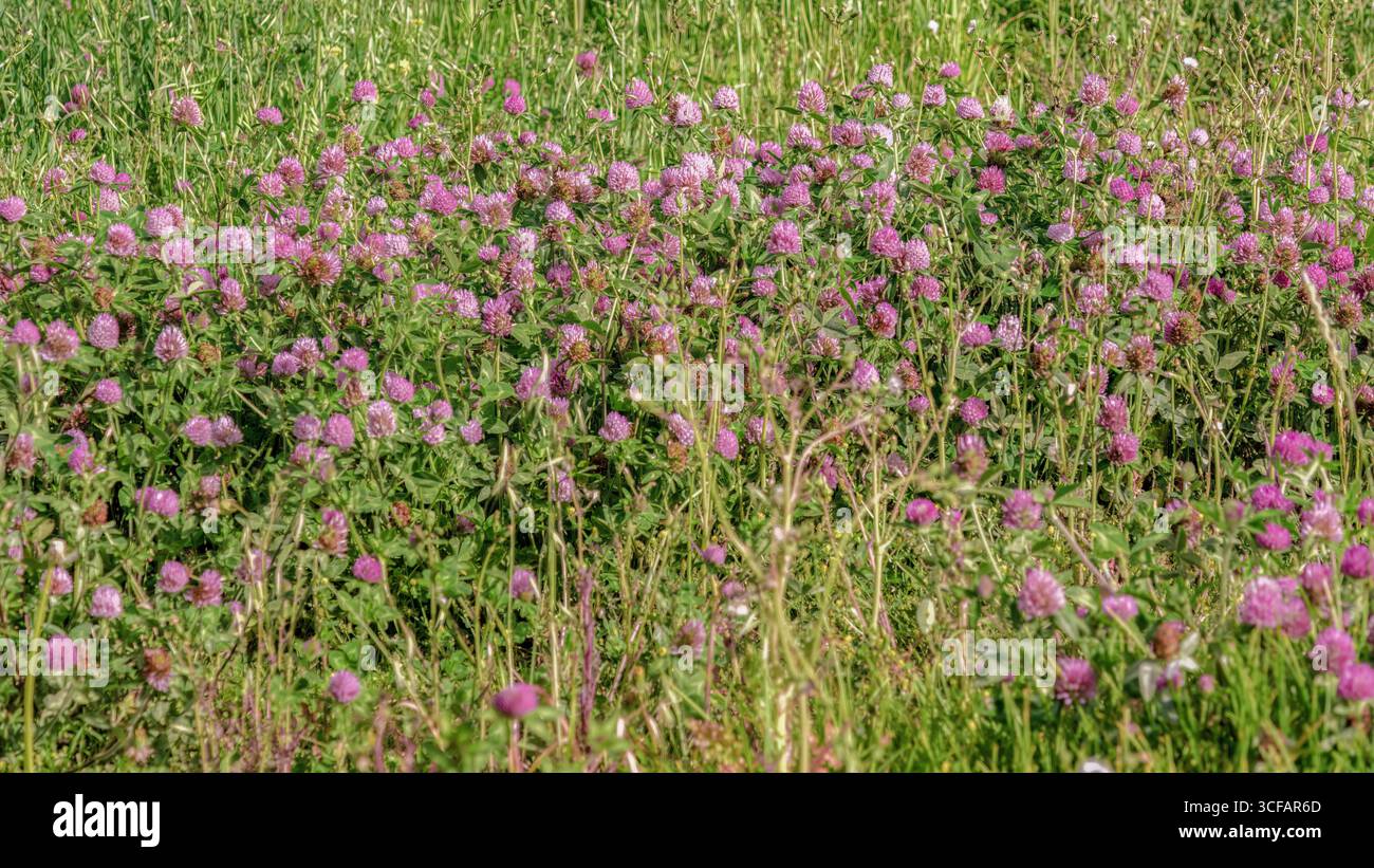 A red clover field in full bloom illuminated by the sunset, in the town ...