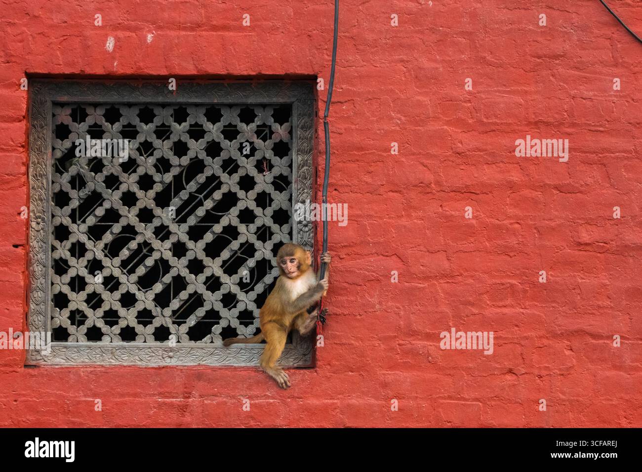 Red wall monkey nepal hi-res stock photography and images - Alamy