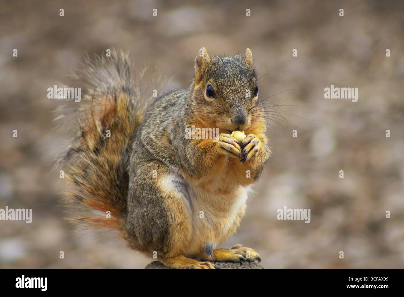 High resolution squirrel image hi-res stock photography and images - Alamy