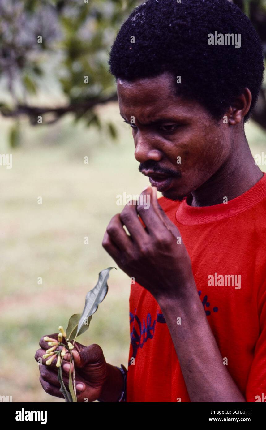 Local guide holding cloves from a small farm on Zanzibar Island Africa ...