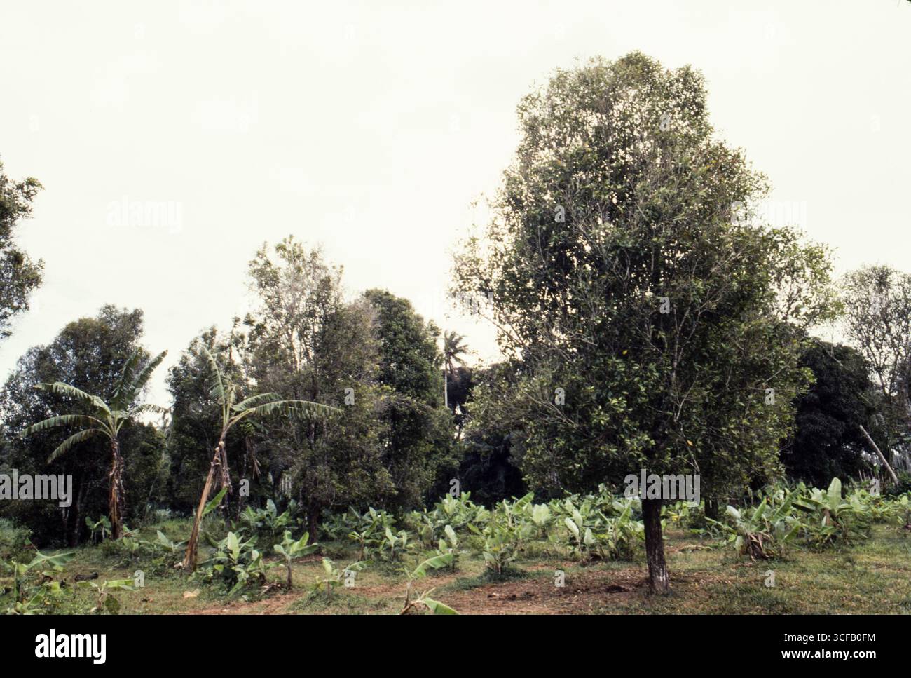 Clove tree from a small farm on Zanzibar Island Africa Stock Photo - Alamy