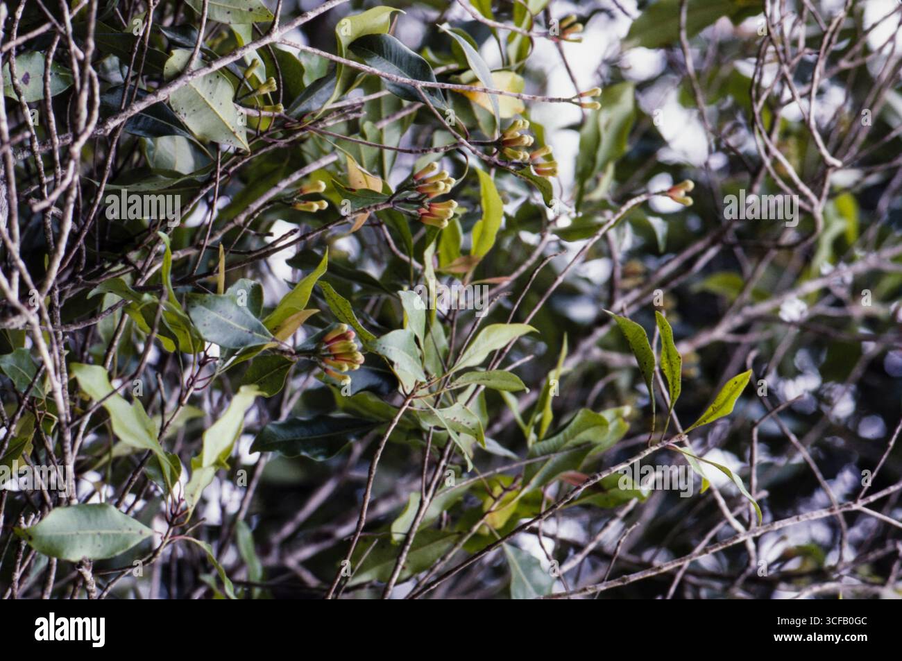 Clove tree from a small farm on Zanzibar Island Africa Stock Photo - Alamy