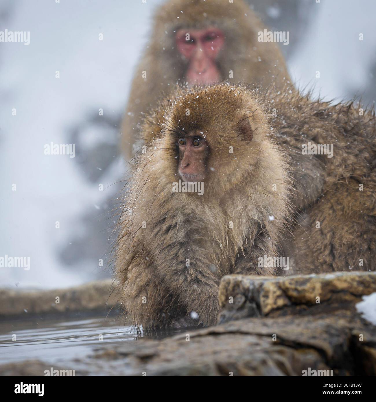 Snow Monkeys in the snow in Japan Stock Photo - Alamy