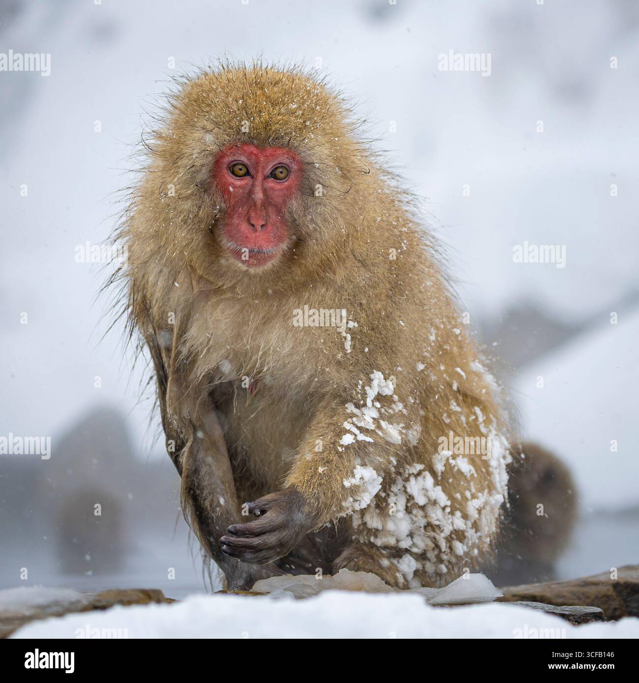 Japan hot springs monkeys hi-res stock photography and images - Alamy