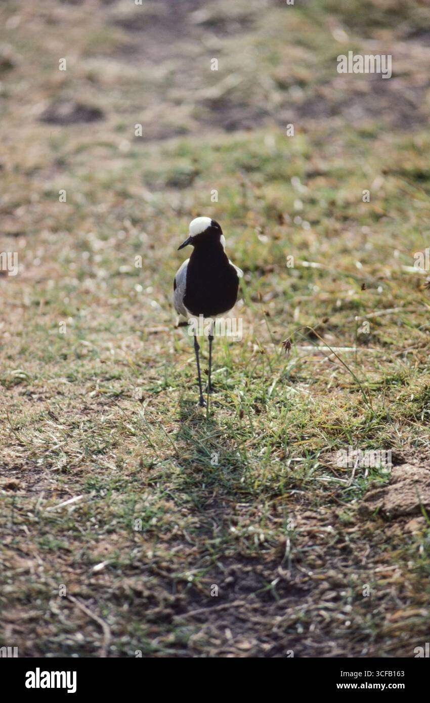 Blacksmith Plover bird standing on the ground in Ngorongoro Crater ...