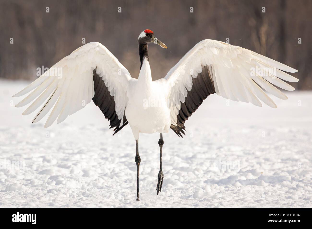 Red-crowned Crane, Japan Stock Photo - Alamy