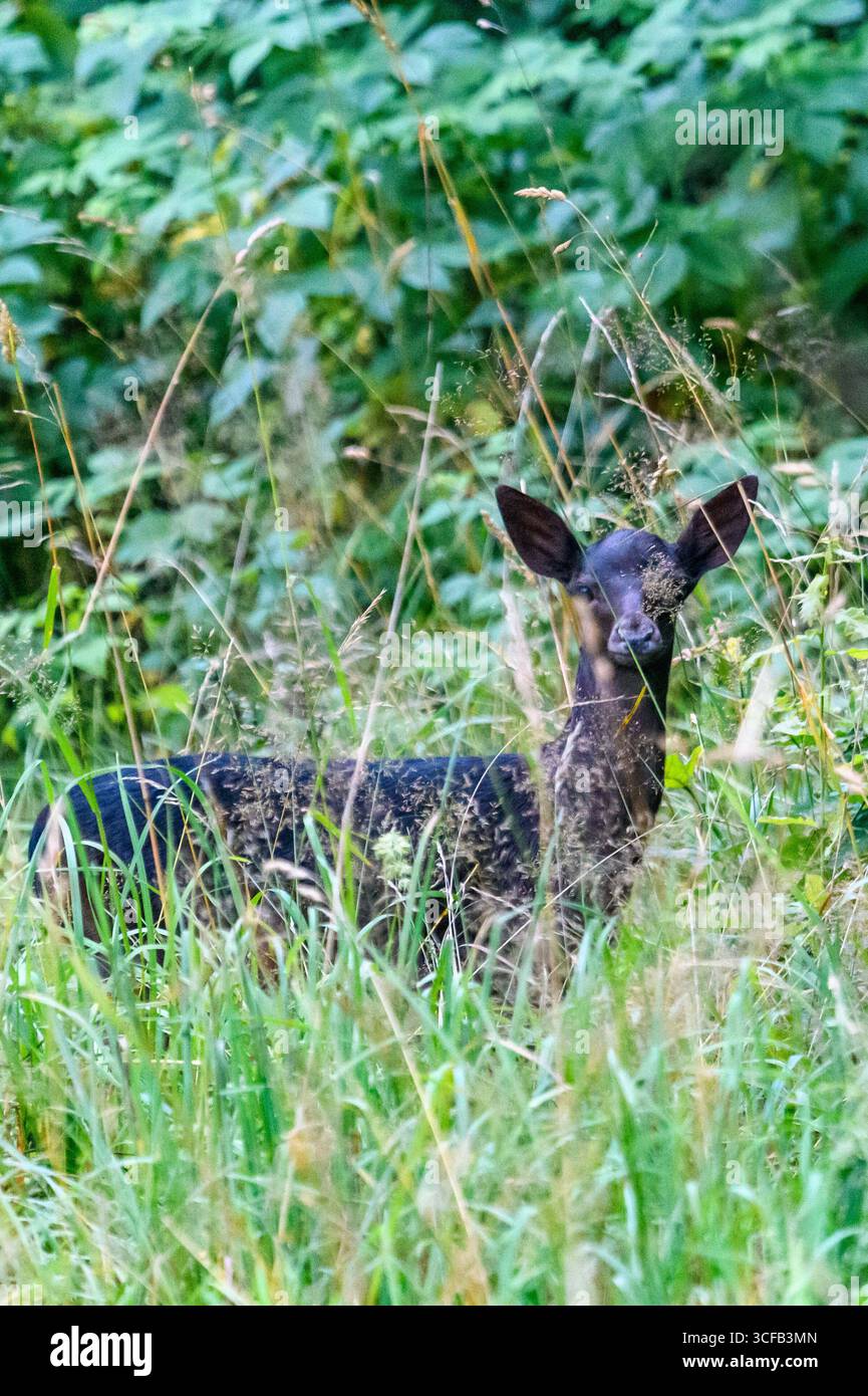 deer, Capreolus capreolus, black variation seen in halanda, sweden ...