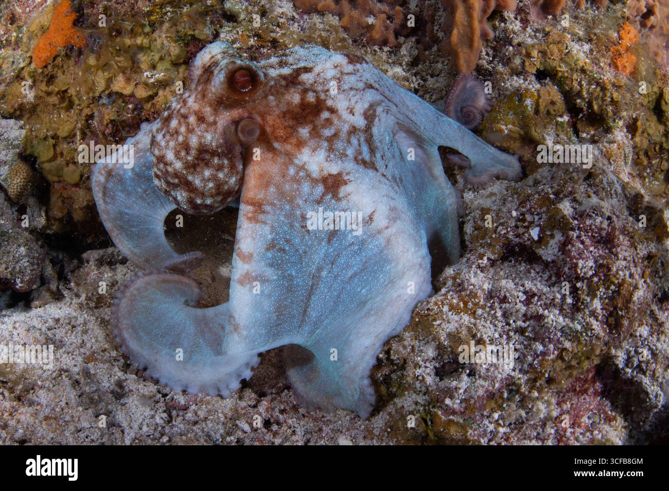 Caribbean Reef Octopus, Octopus briareus, a nocturnal marine ...