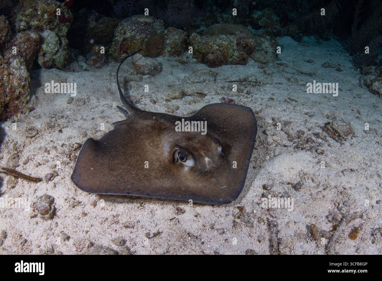 Hypanus hi-res stock photography and images - Alamy
