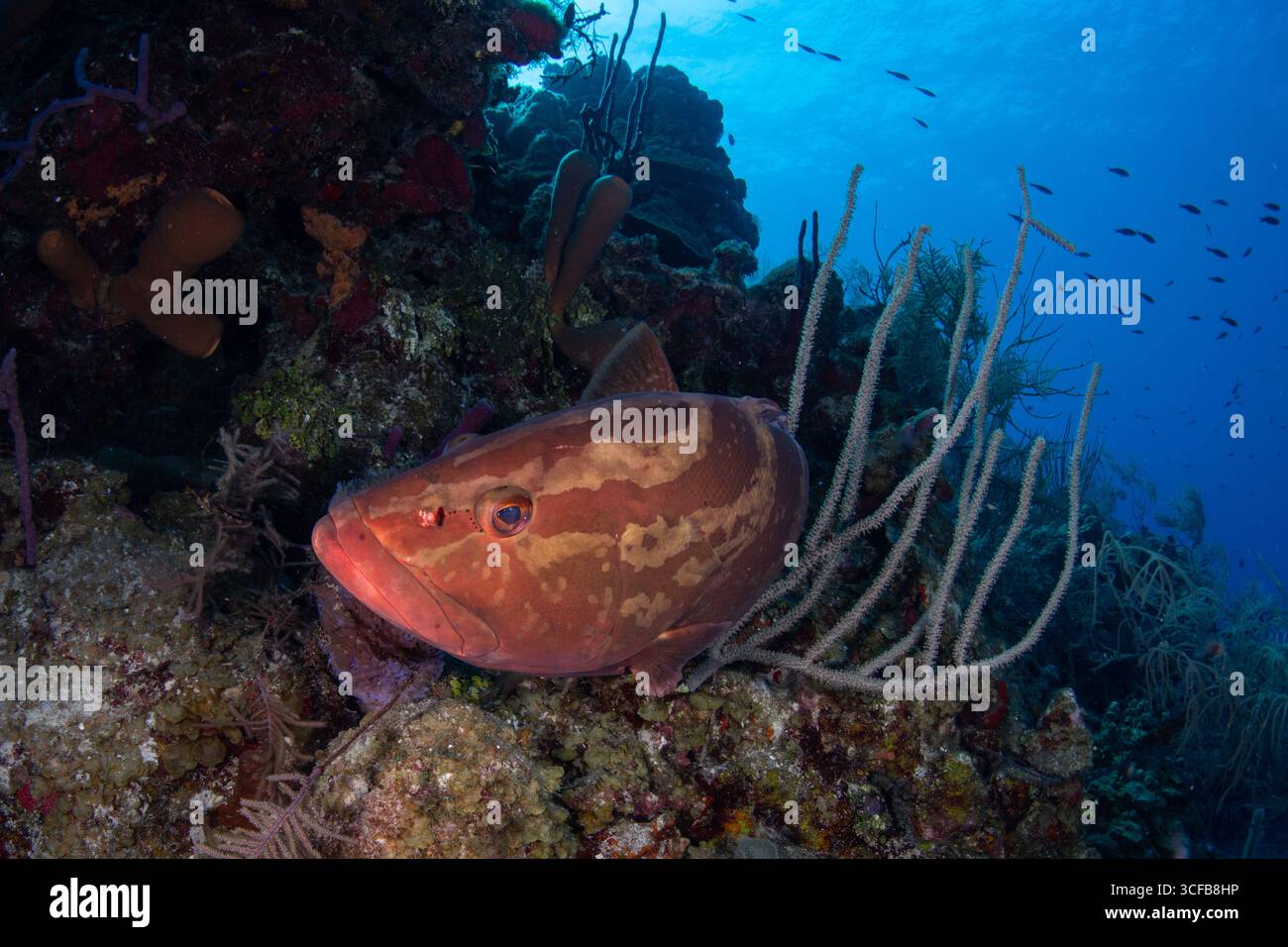 Nassau grouper belize hi-res stock photography and images - Alamy