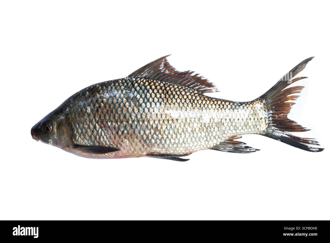 Freshwater underwater Cut Out Stock Images & Pictures - Alamy