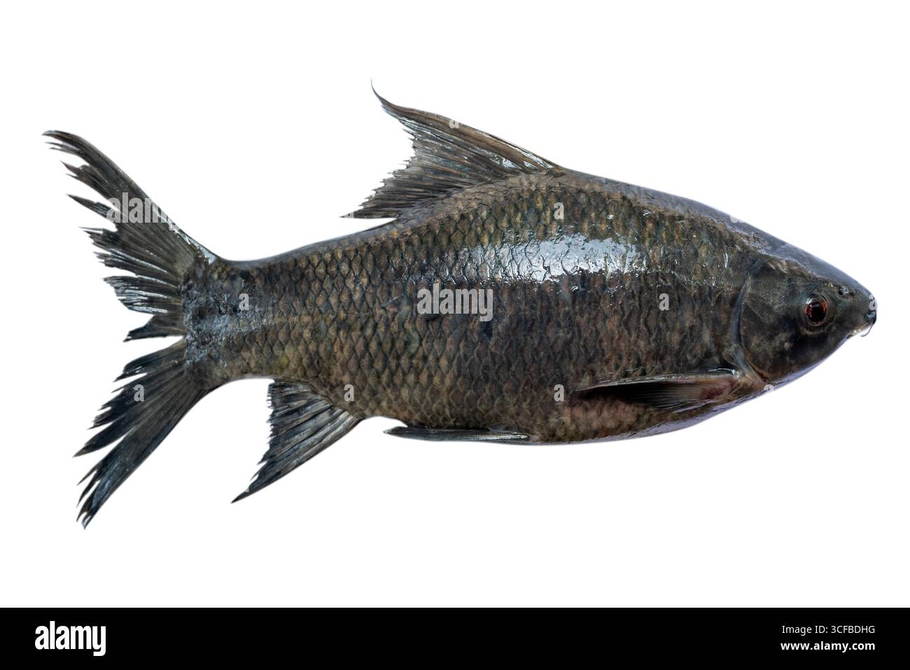 Fresh greater black shark on isolated on white background (Black ...