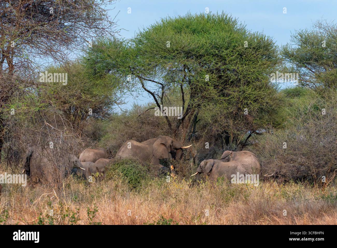 Male African elephant breaking branches from an acacia tree for a herd ...