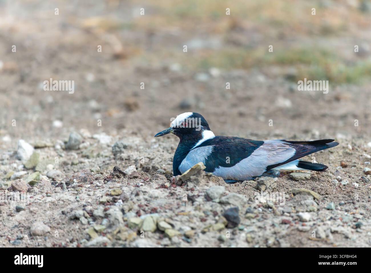 Lapwing vanellus breeding plumage hi-res stock photography and images ...