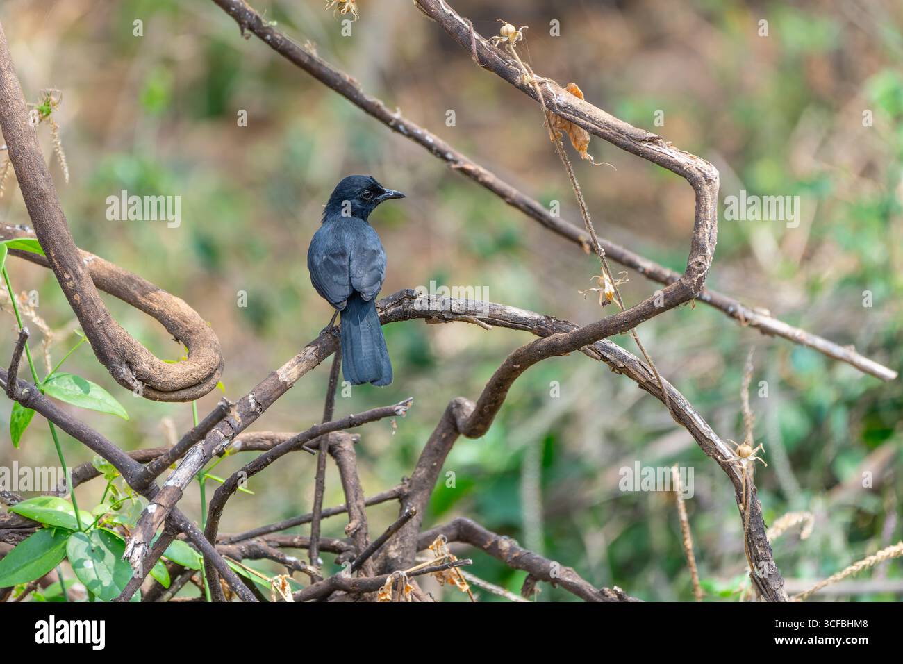 Boubou tropical hi-res stock photography and images - Alamy