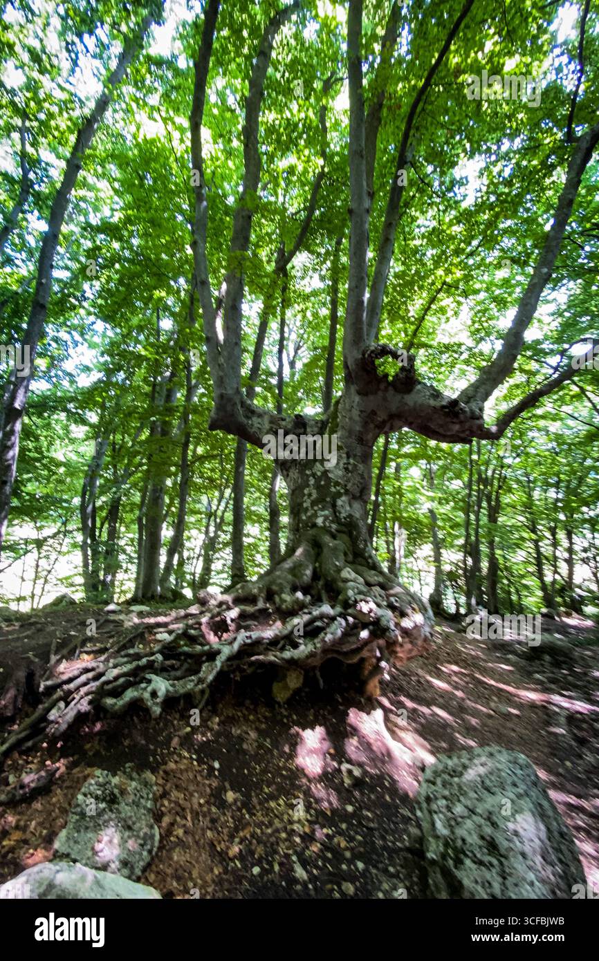 Majestic beech tree showcasing its impressive roots in a sunlit forest ...