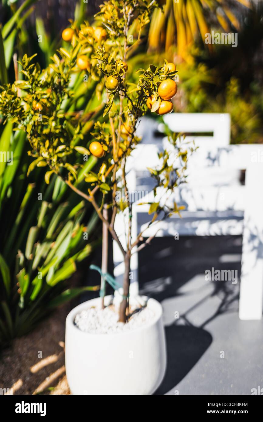 mandarin tree growing in a sunny australian backyard surrounded by ...