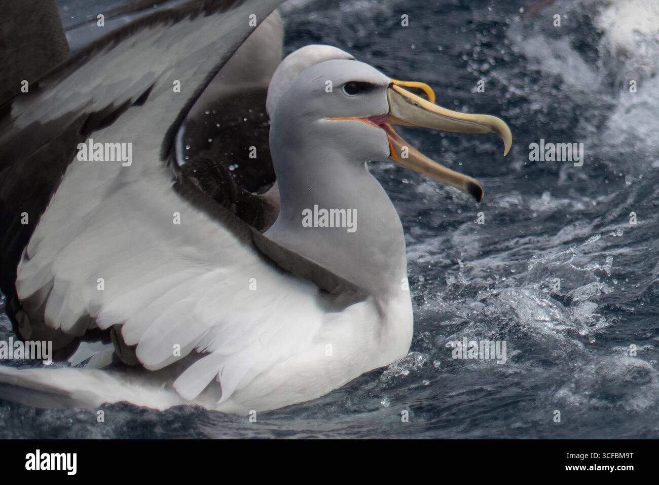 Salvin's Albatross, Thalassarche salvini, warning while flapping wings ...