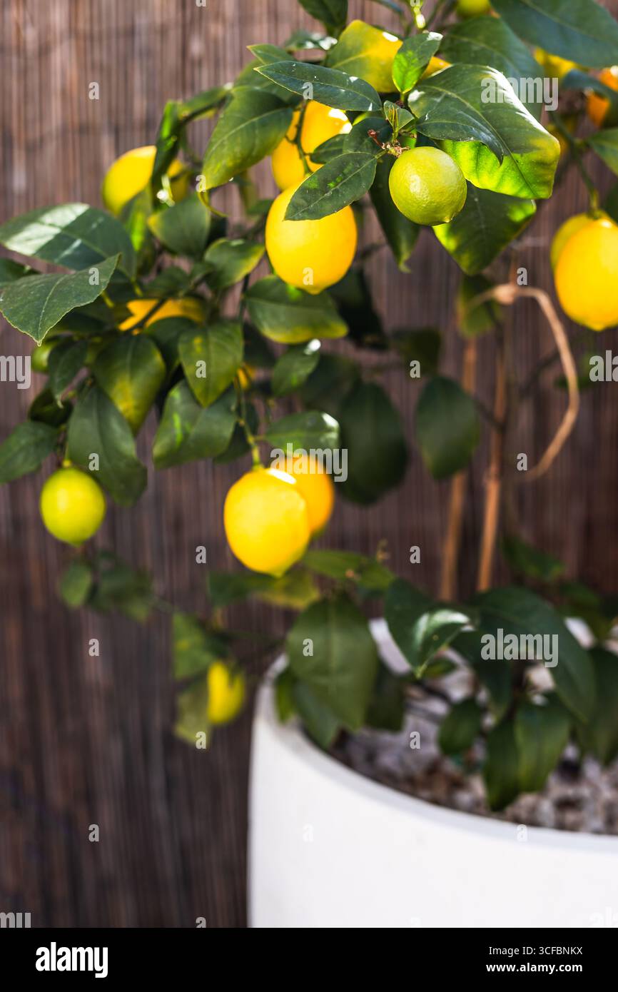lemon tree full of fruit in a sunny backyard garden, landscaping and ...