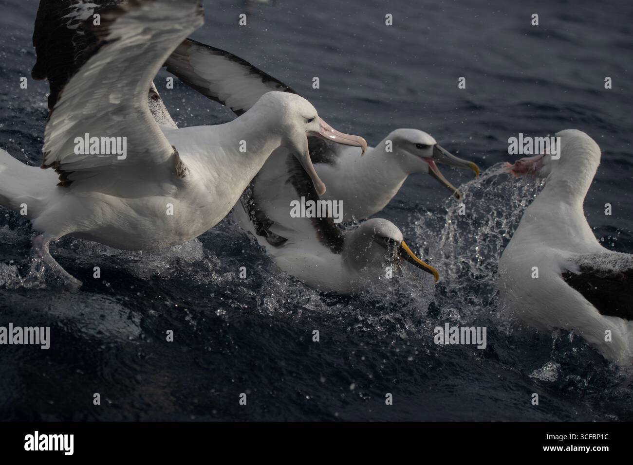 Southern Royal Albatrosses, Diomedea epomophora, fighting over fish ...