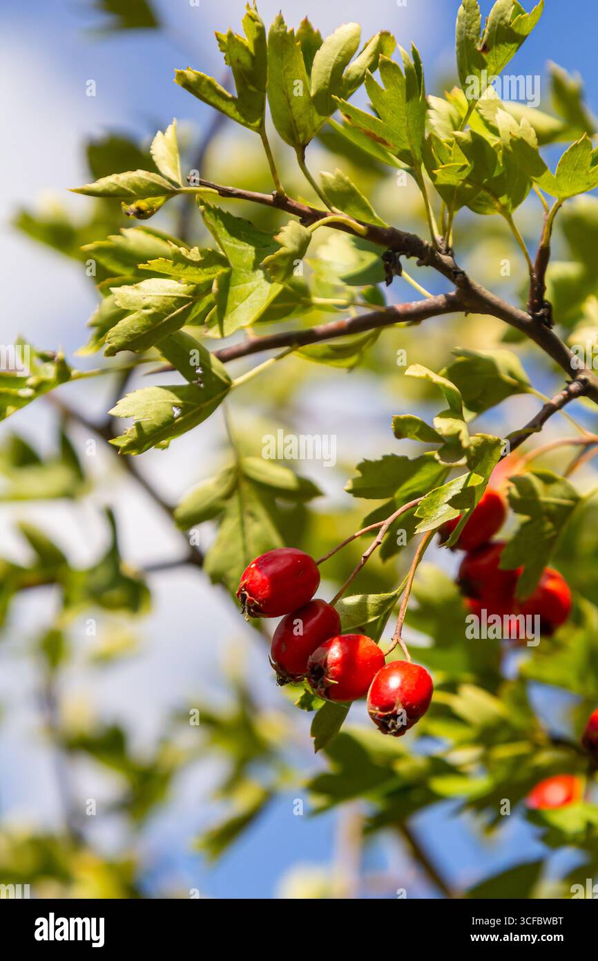 clusters of red fruits Crataegus coccinata tree close up Stock Photo ...