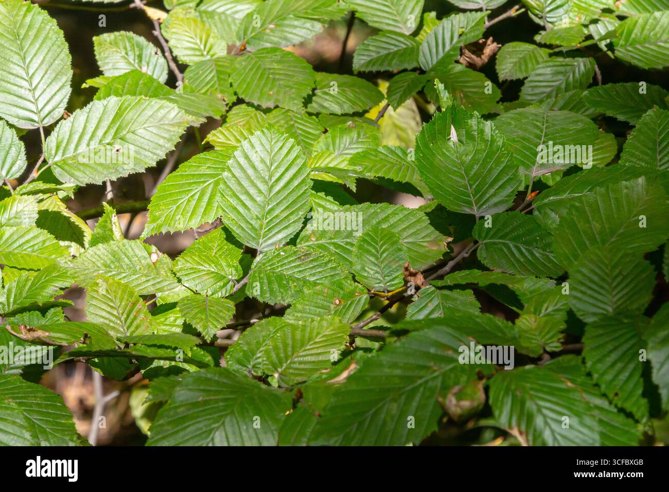 Selective focus of Ulmus pumila celer leaves, European hornbeam or ...