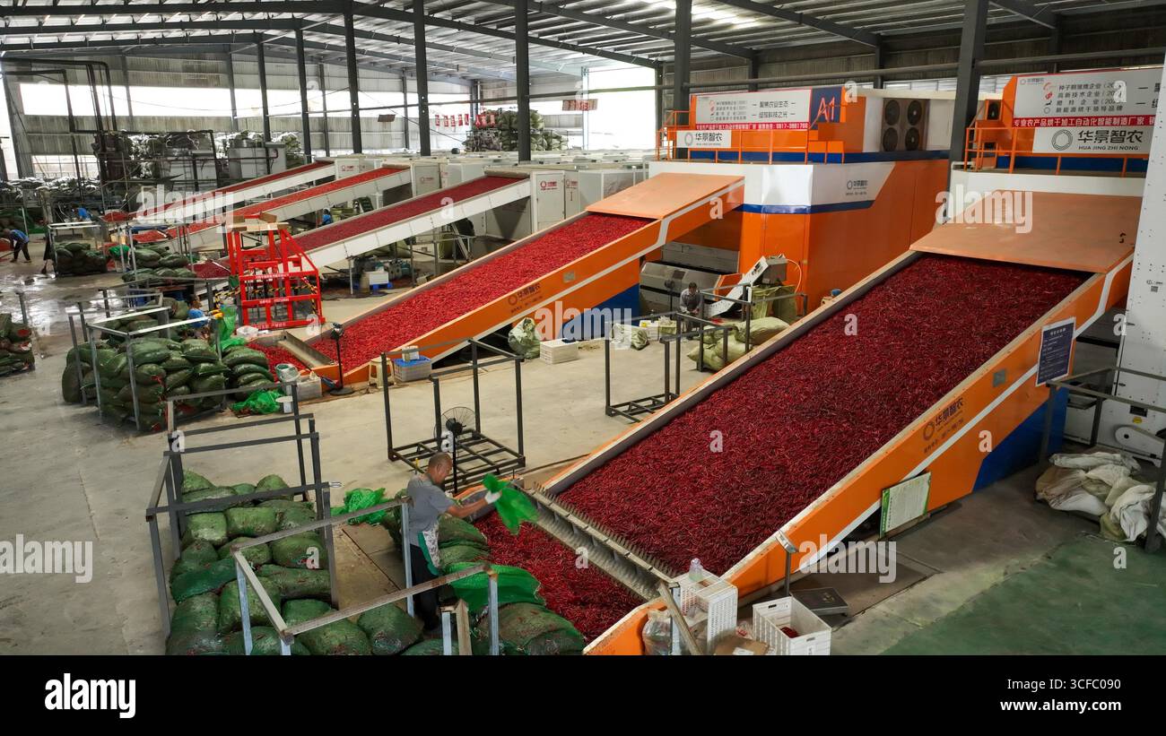 Workers dry chili peppers at a factory in Youyang County, Chongqing ...