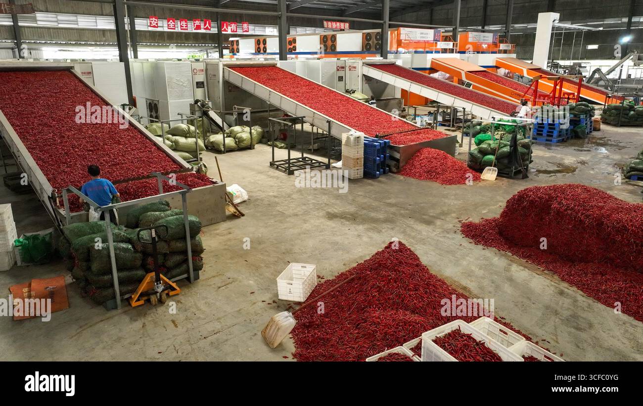 Workers dry chili peppers at a factory in Youyang County, Chongqing ...